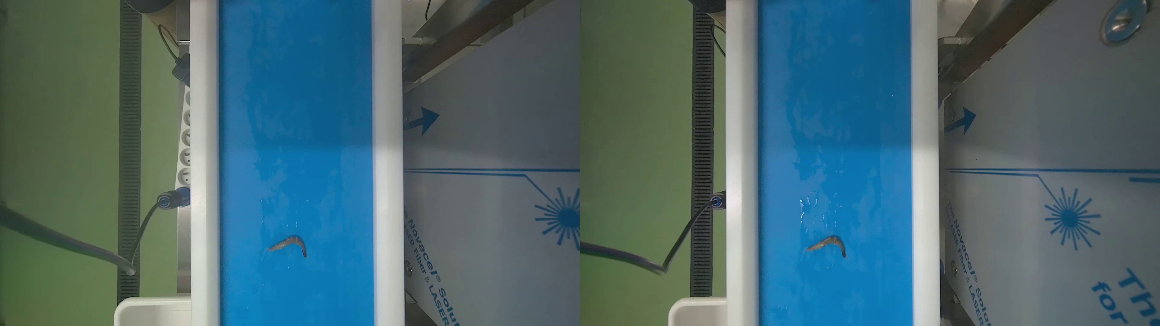 Shrimpscan Instance Segmentation Dataset by ShrimpSegment