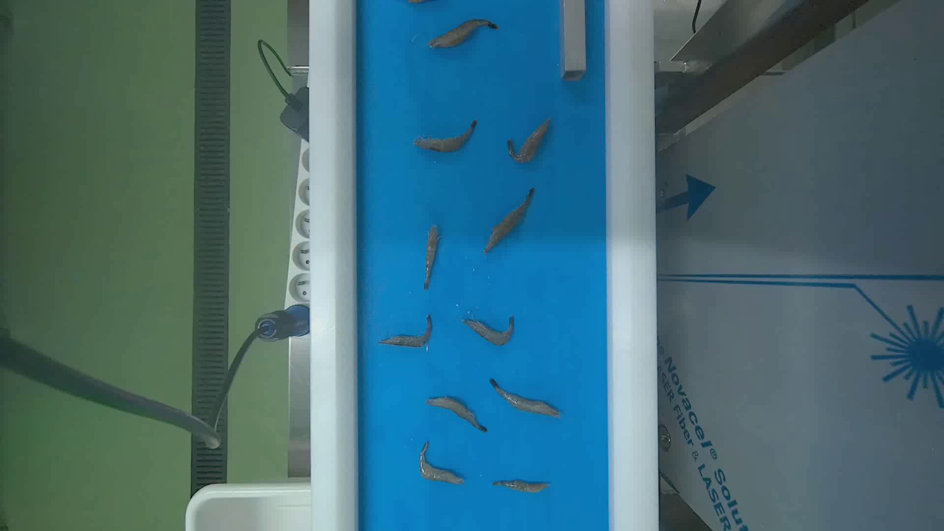 third_pass_shrimp Instance Segmentation Dataset by ShrimpSegment