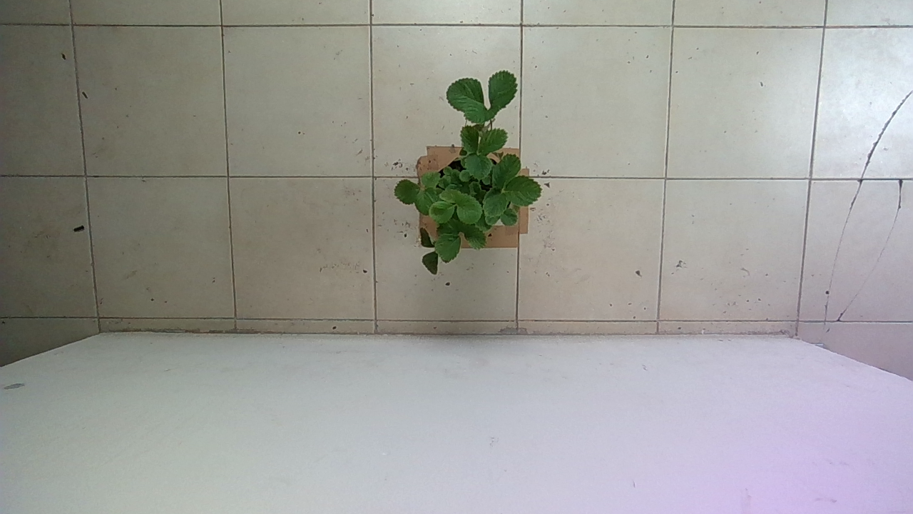 strawberries-Biomasa Instance Segmentation Dataset by fotografias