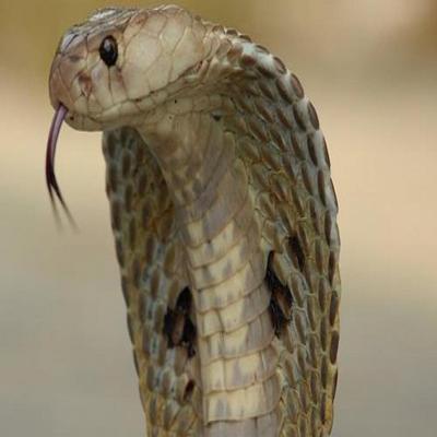 Snake-Project Classification Dataset by MLClass