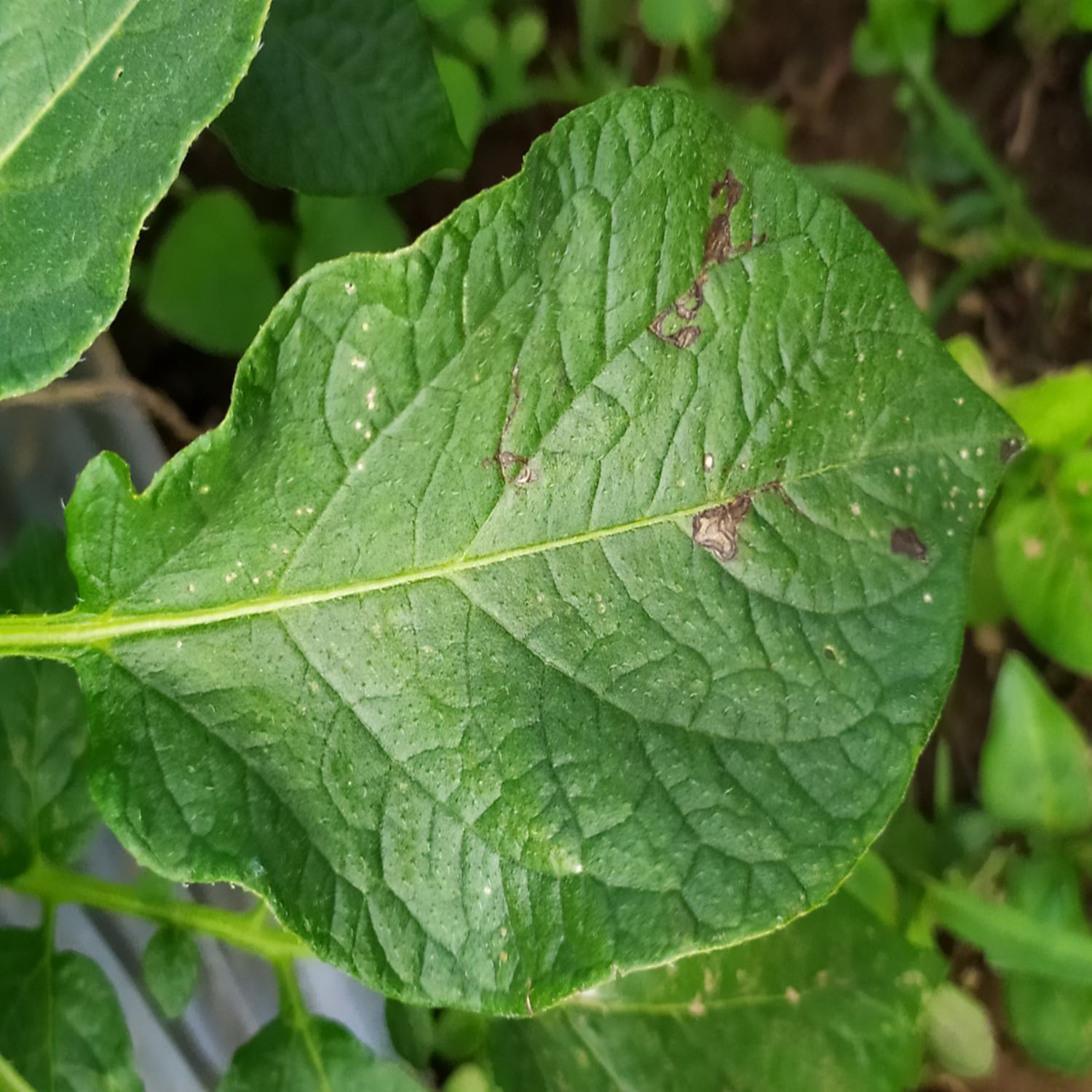 potato Instance Segmentation Dataset by Leaf Disease Detection
