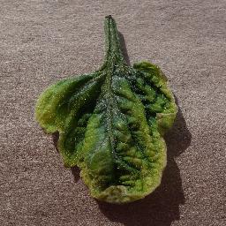 Leaf disease Detection Instance Segmentation Dataset by Leaf Disease Detection