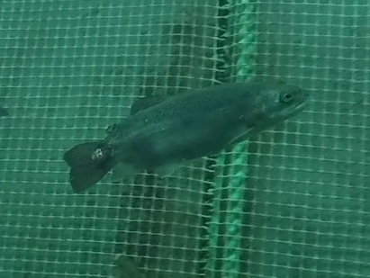 fish_msc Instance Segmentation Dataset by Master project