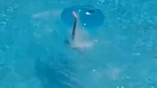 Drowning Detection Balanced Object Detection Dataset And Pre Trained