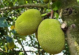 Detection_Jackfruit Object Detection Dataset and Pre-Trained Model by test