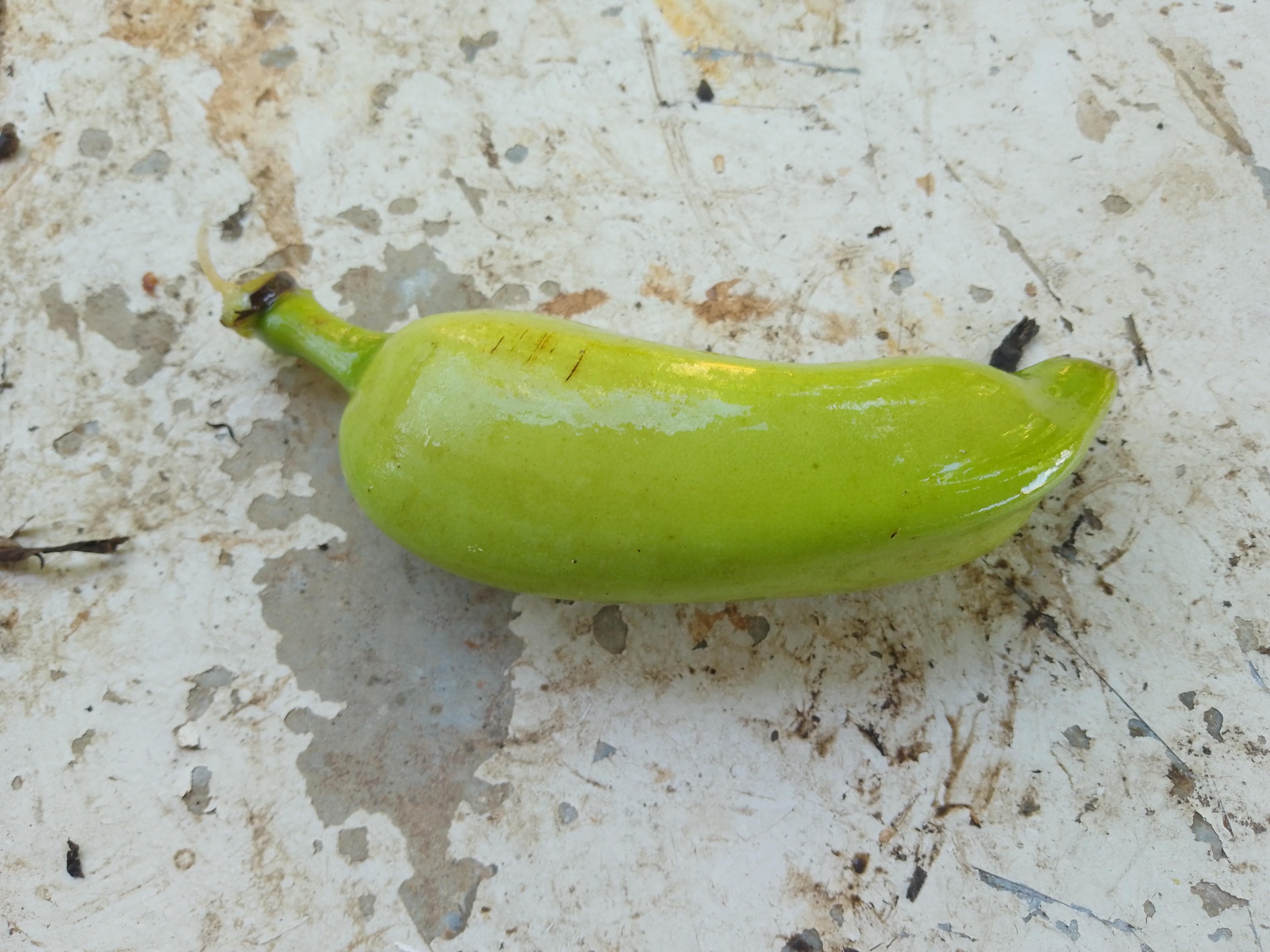 banana Instance Segmentation Model by banana