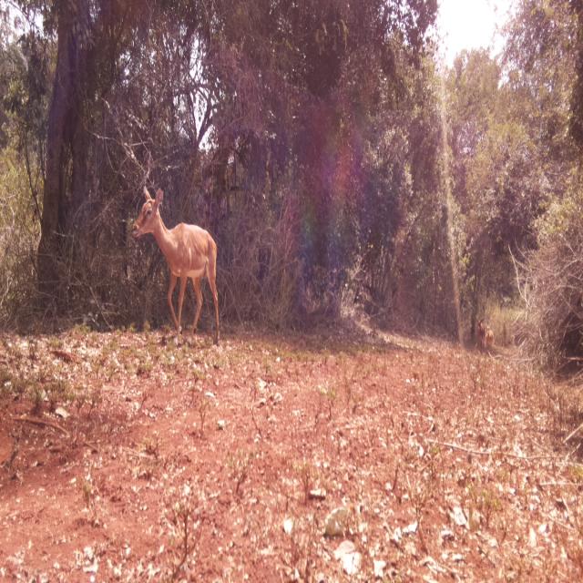 pre-demo-classification Classification Dataset and Pre-Trained Model by ...