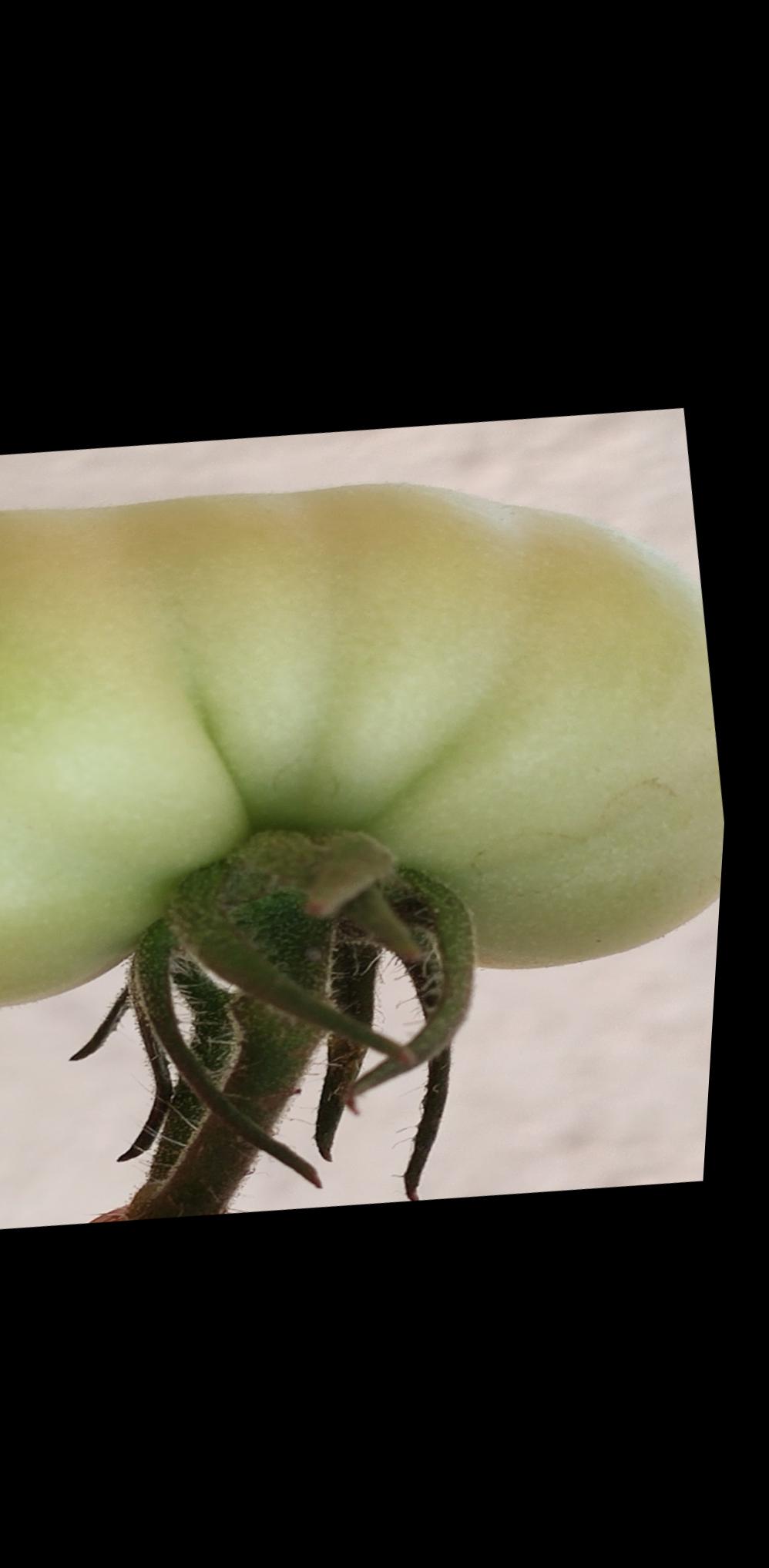 tf Object Detection Dataset by Ahmed Ahmed