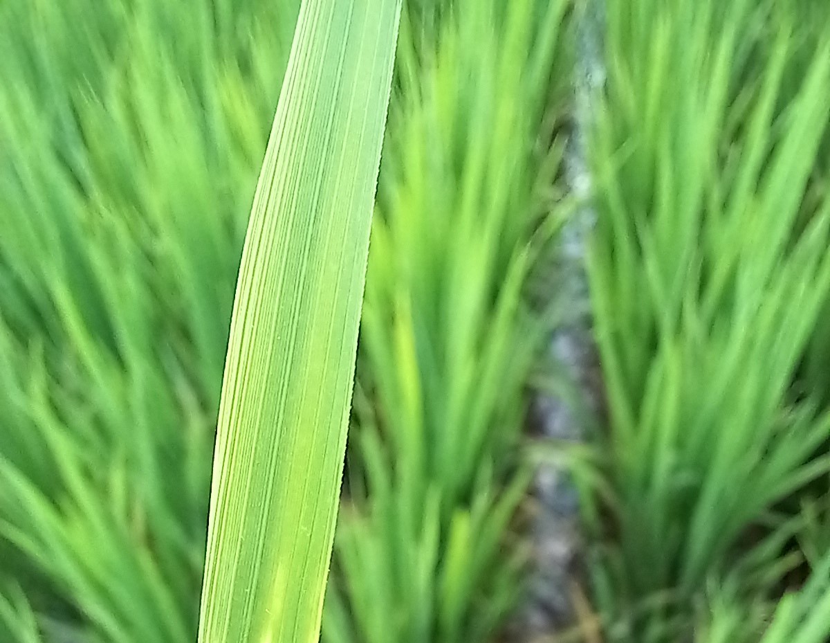 Rice Leaf Disease Object Detection Model by Sajawal