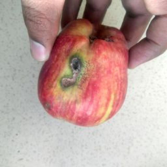 Eli Newland - Roboflow Universe