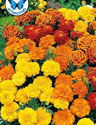 Detect And Classify Object Detection Object Detection Dataset by remgod