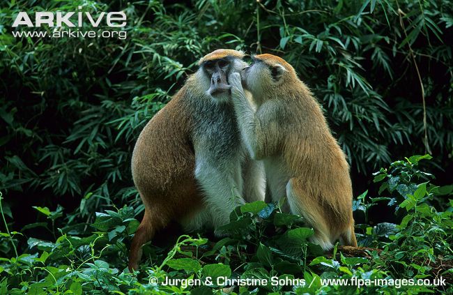 monkey Object Detection Dataset by xd H