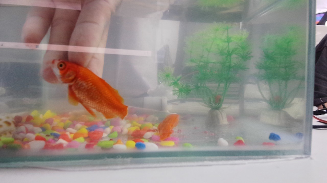 fish Object Detection Dataset by xd H