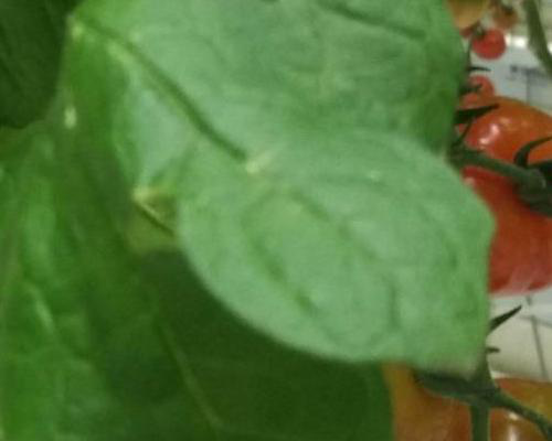 TomatoDataset-Recognition Object Detection Dataset and Pre-Trained Model by dataVisualisation