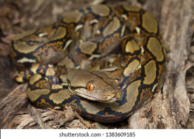 Snake Object Detection Dataset by KMUTNB