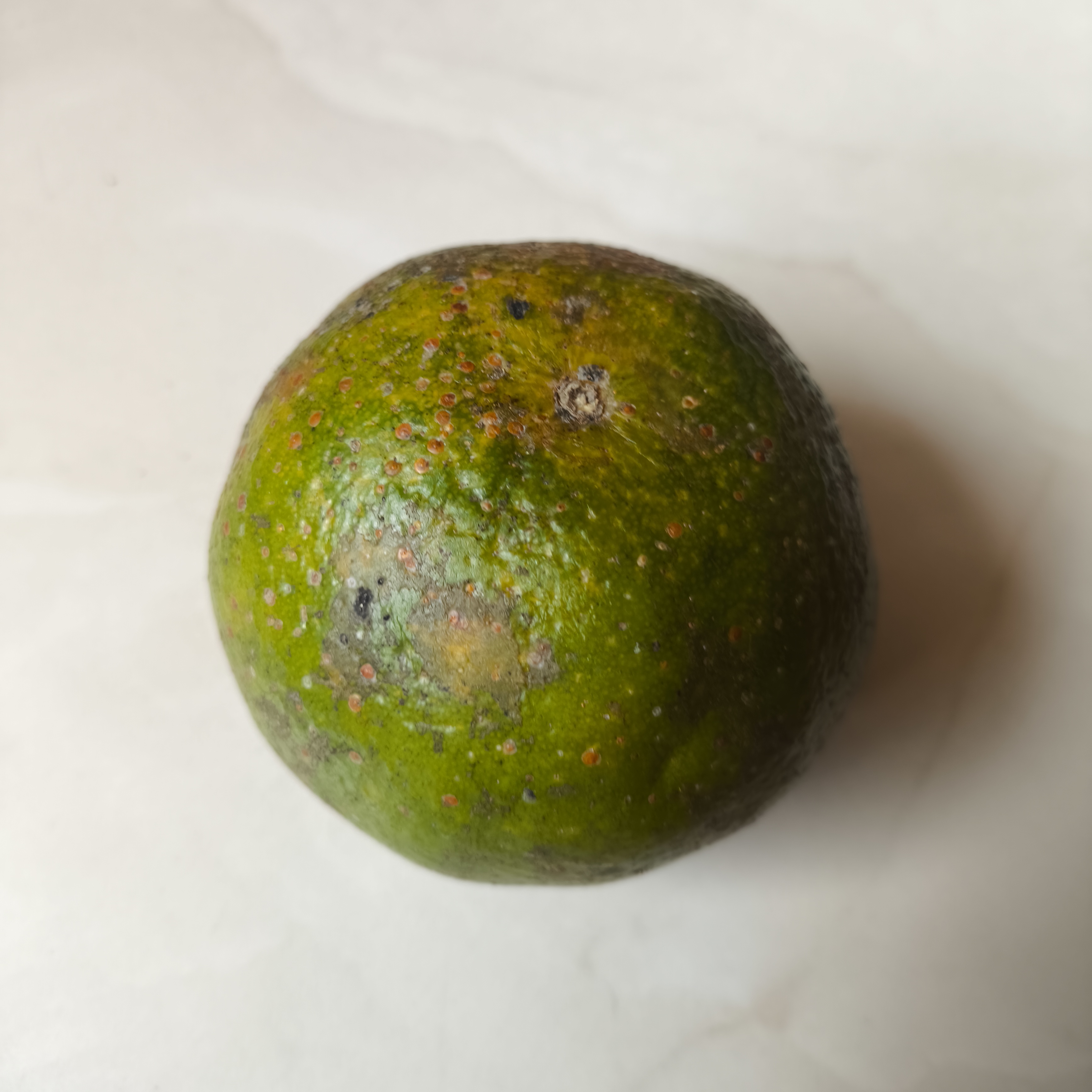 Fruit Sorting Object Detection Dataset by Sorting Buah