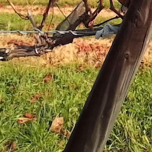 branch_buds_segmentation Instance Segmentation Dataset and Pre-Trained Model by BranchPruning