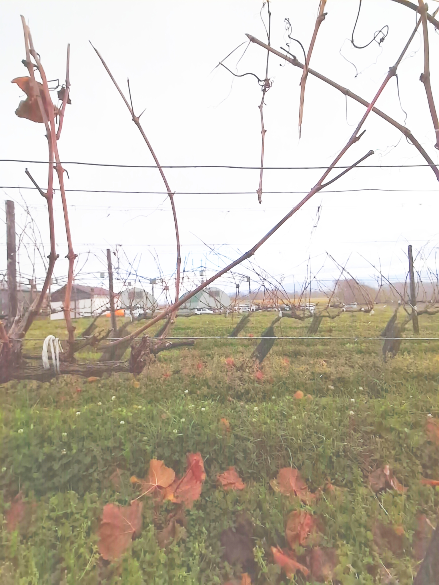 Buds Kwmk Object Detection Dataset By Branchpruning