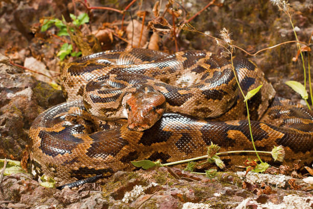 Snake Species Object Detection Dataset and Pre-Trained Model by SSI