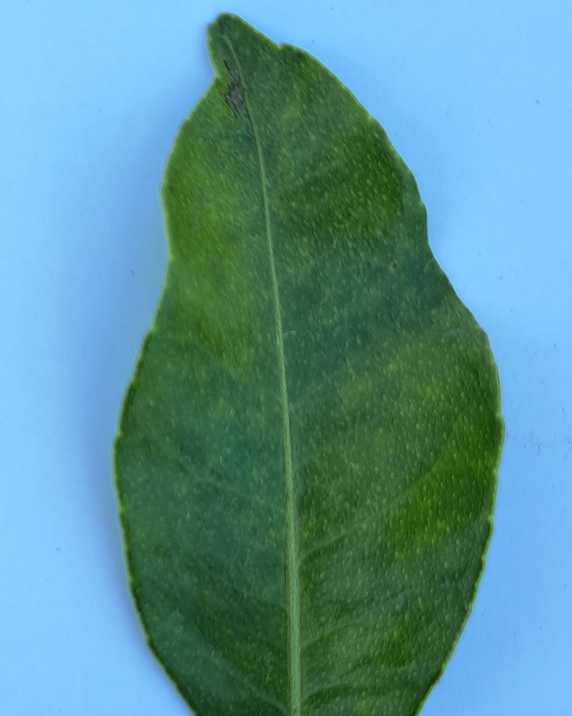 klasifikasiDaun Classification Dataset by Klasifikasi Daun