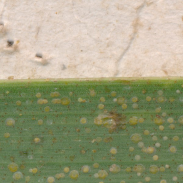 Cocolisap-PD Instance Segmentation Dataset by CocolisapNew