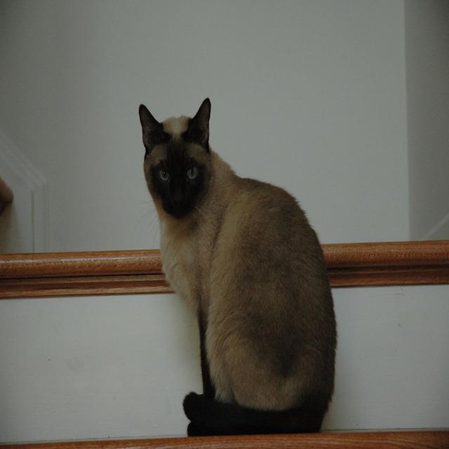 Cat Disease Detection Object Detection Model By Final Year Project