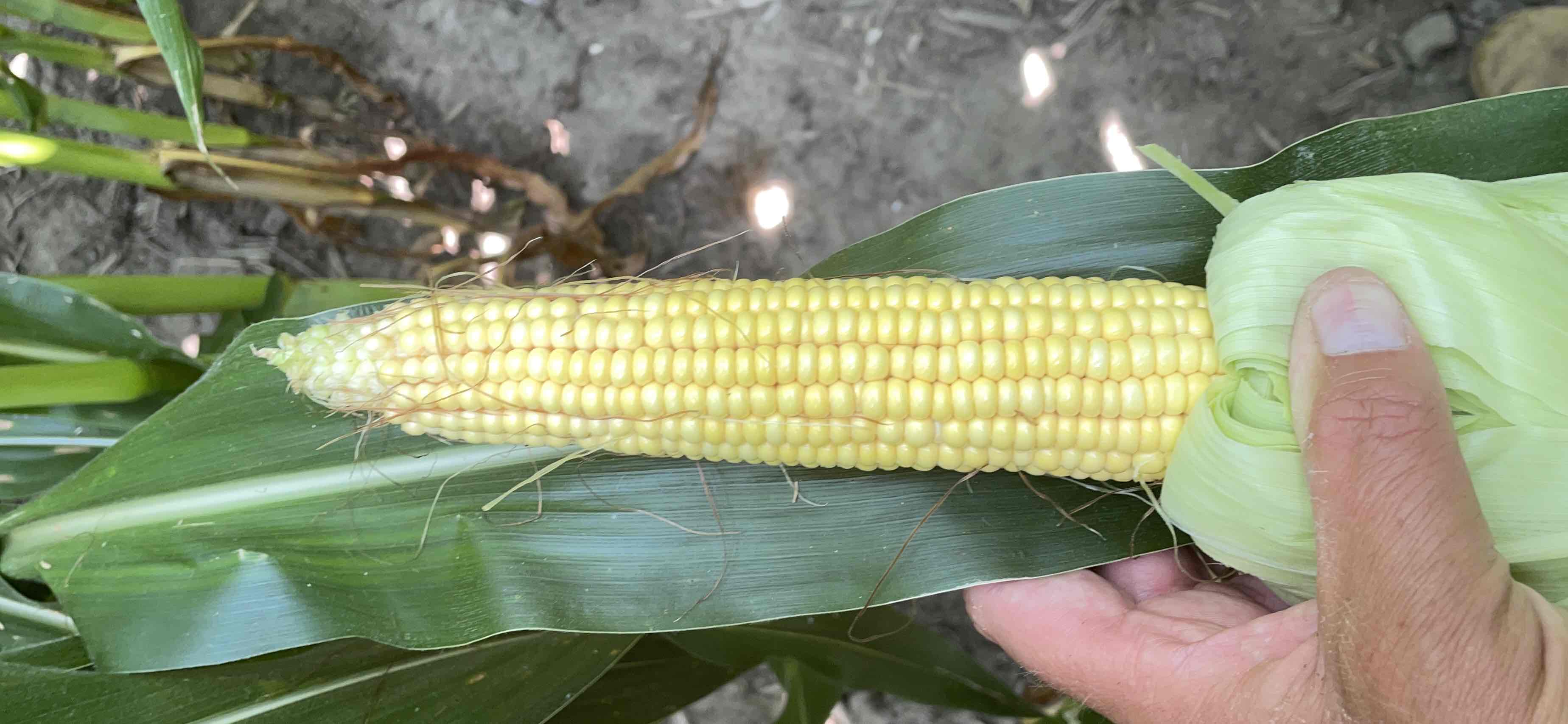 corn-disease Object Detection Model by silos