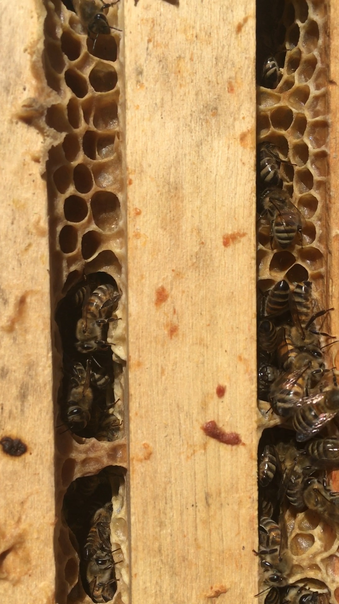 Bees Object Detection Dataset By Ilya