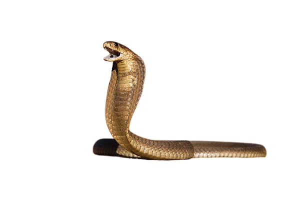 8 snake Object Detection Dataset by 9 snakes