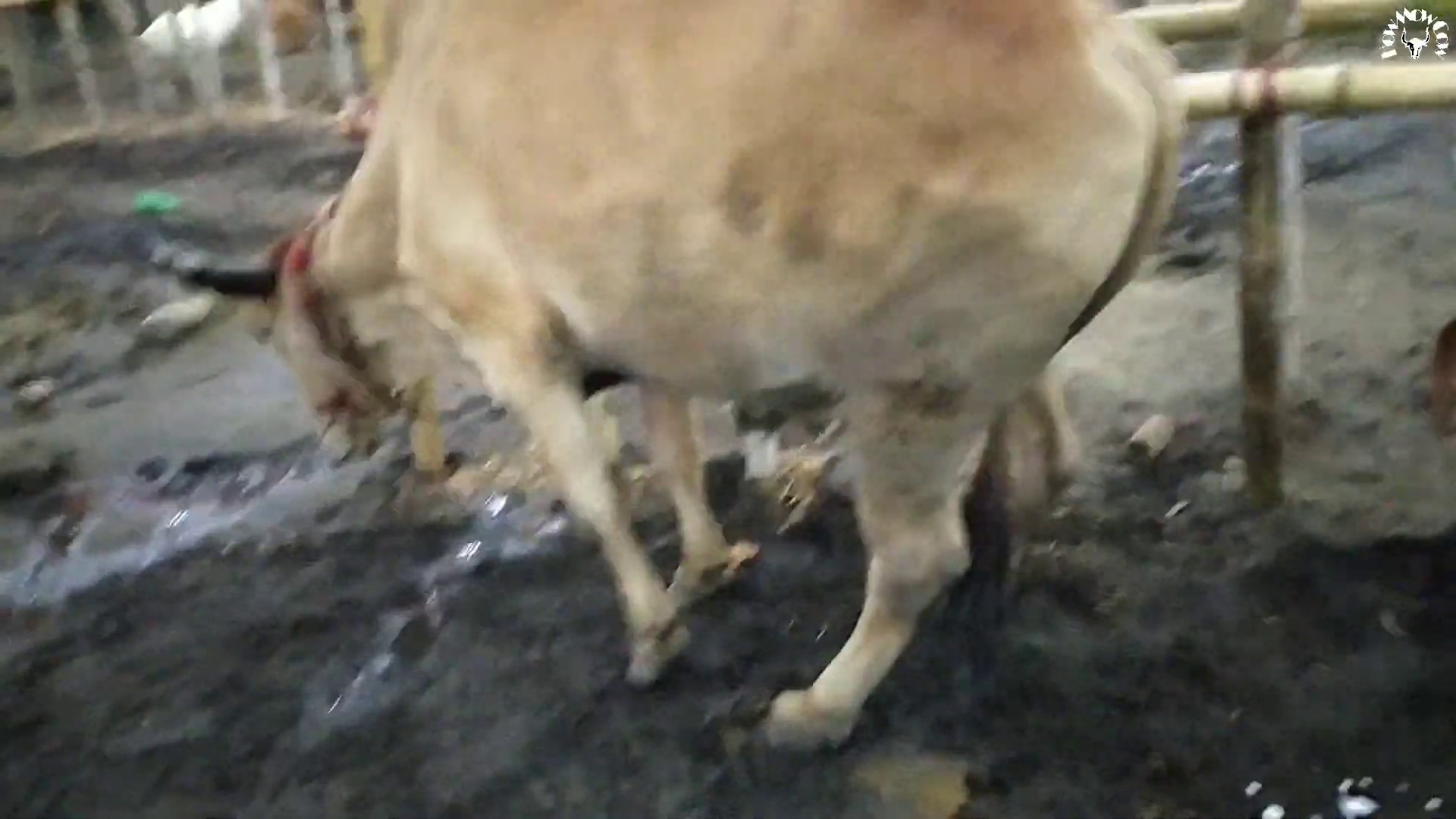 Cow_Dataset Object Detection Dataset by Muhammad Sohail