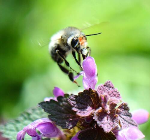 anthophora_bomboides-bees Object Detection Model by BeesAnthophorabomboides