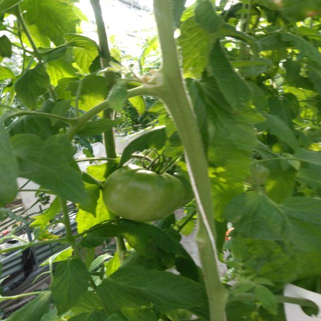 Tomato Detection Object Detection Model By Fyp Kiyoshi