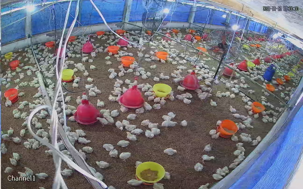 Chickens Object Detection Dataset and Pre-Trained Model by CDP Workspace