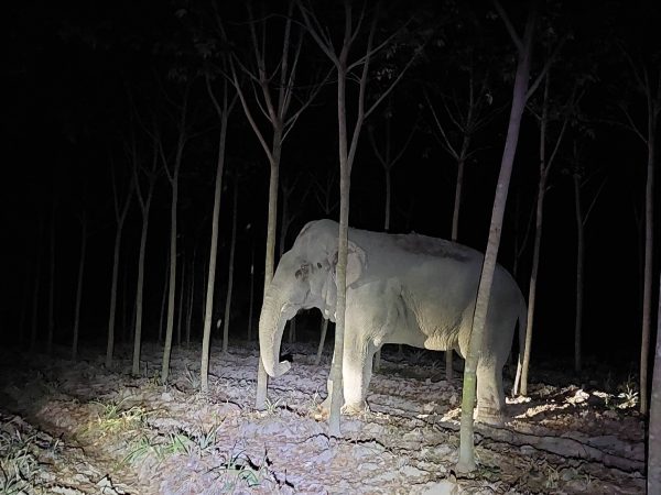 Elephant Object Detection Dataset and Pre-Trained Model by ultimateele01