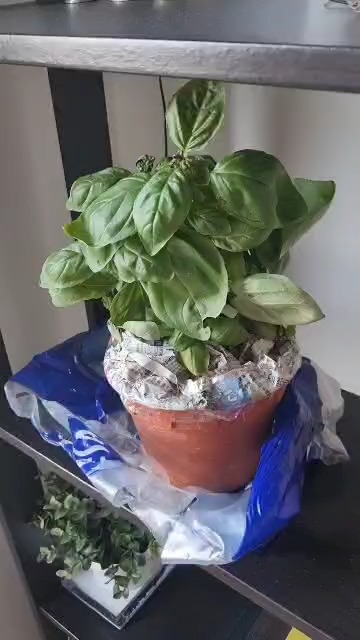 basil trial Object Detection Dataset and Pre-Trained Model by school