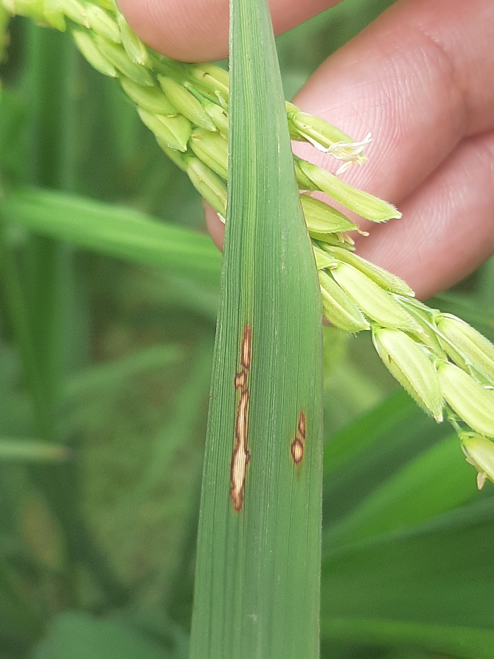 check train Object Detection Dataset by farron gwyn