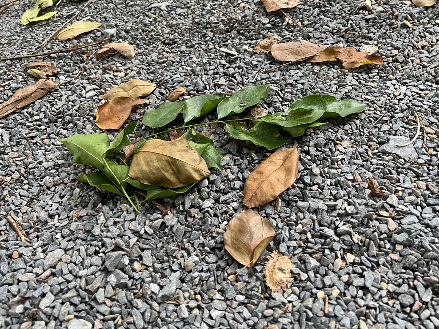 Leaf Detect V3 Object Detection Dataset By Kmutnb