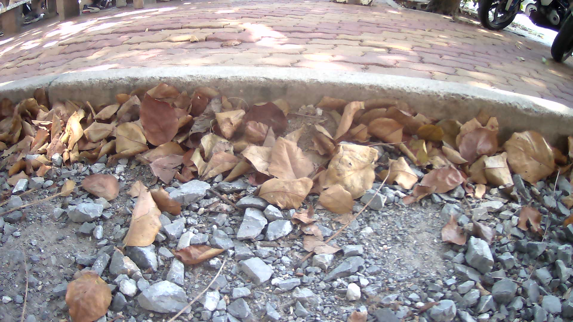 Leaf Detect V4 Object Detection Dataset By Kmutnb