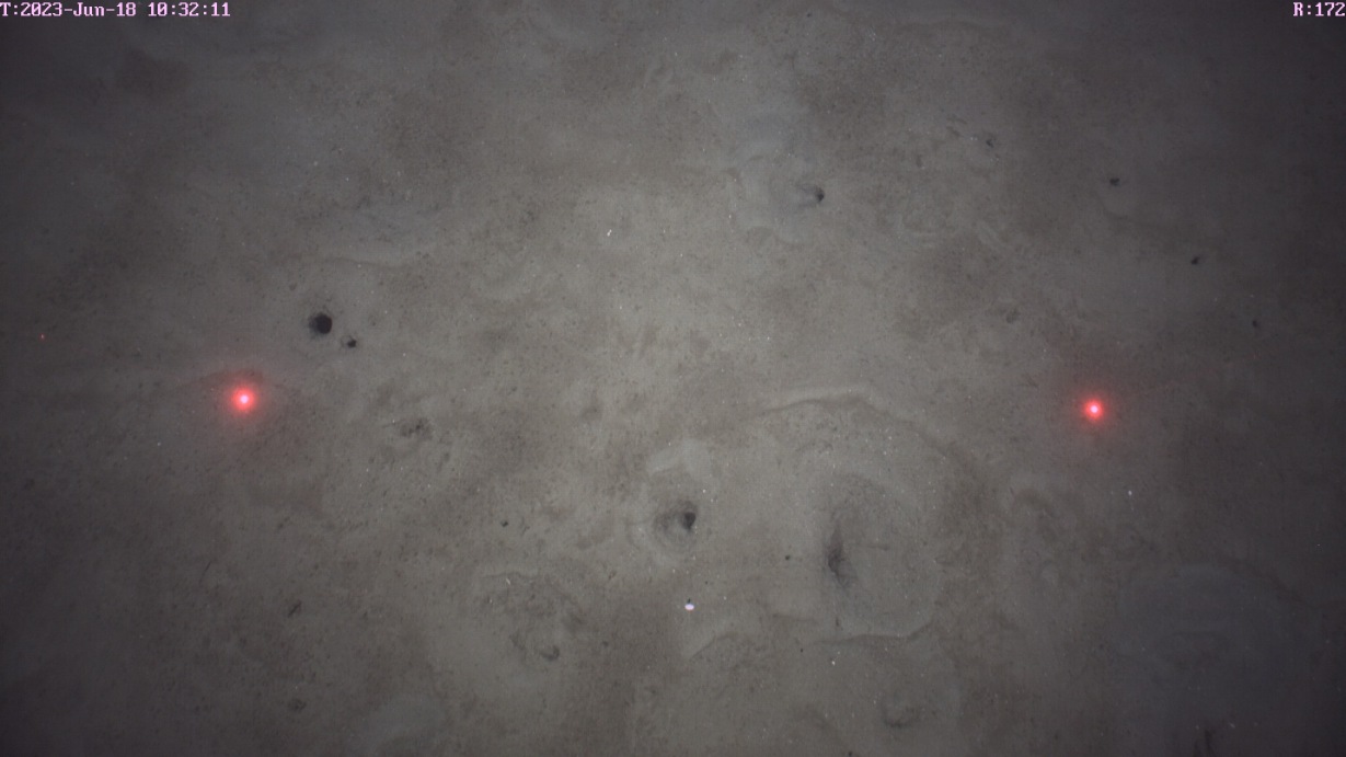 nephrops_burrows_simple Object Detection Model by Eabha