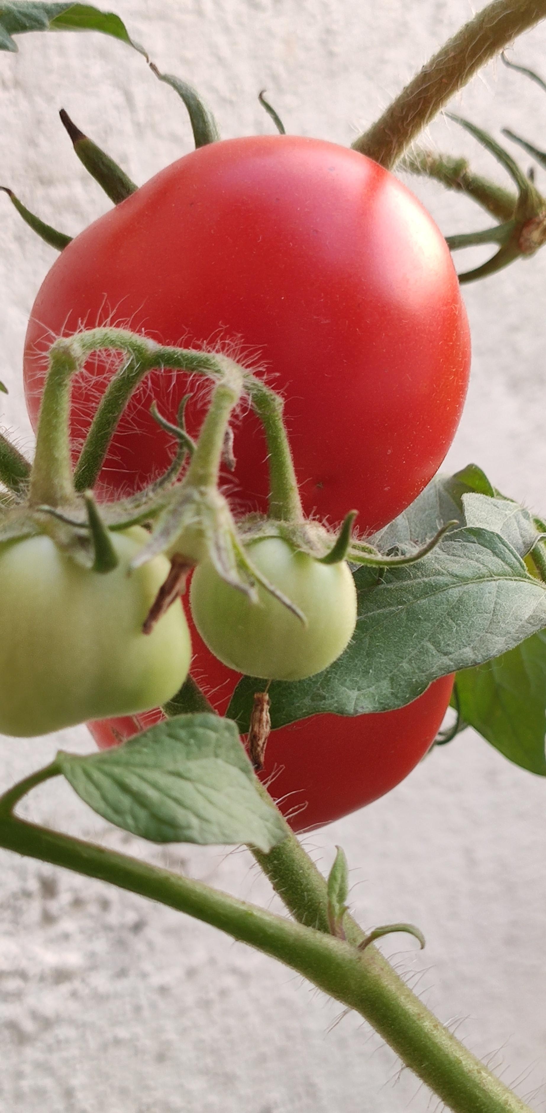 tomatoes-2-2wvhj-jlrm Object Detection Dataset by Roboflow100VL Full