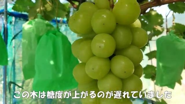 grapes-5-fzajg-ietf Object Detection Dataset by Roboflow100VL Full