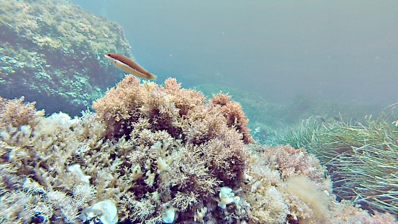 peixos-fish-lfjz Object Detection Dataset by Roboflow100VL Full