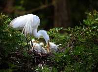 Bird Pi - Roboflow Universe