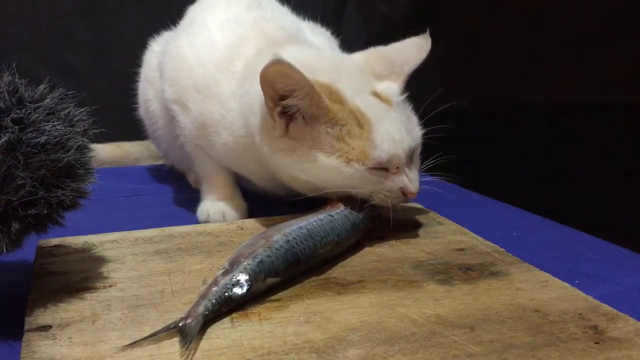 Cat Behavier Object Detection Dataset by Nazif Kerem Atar