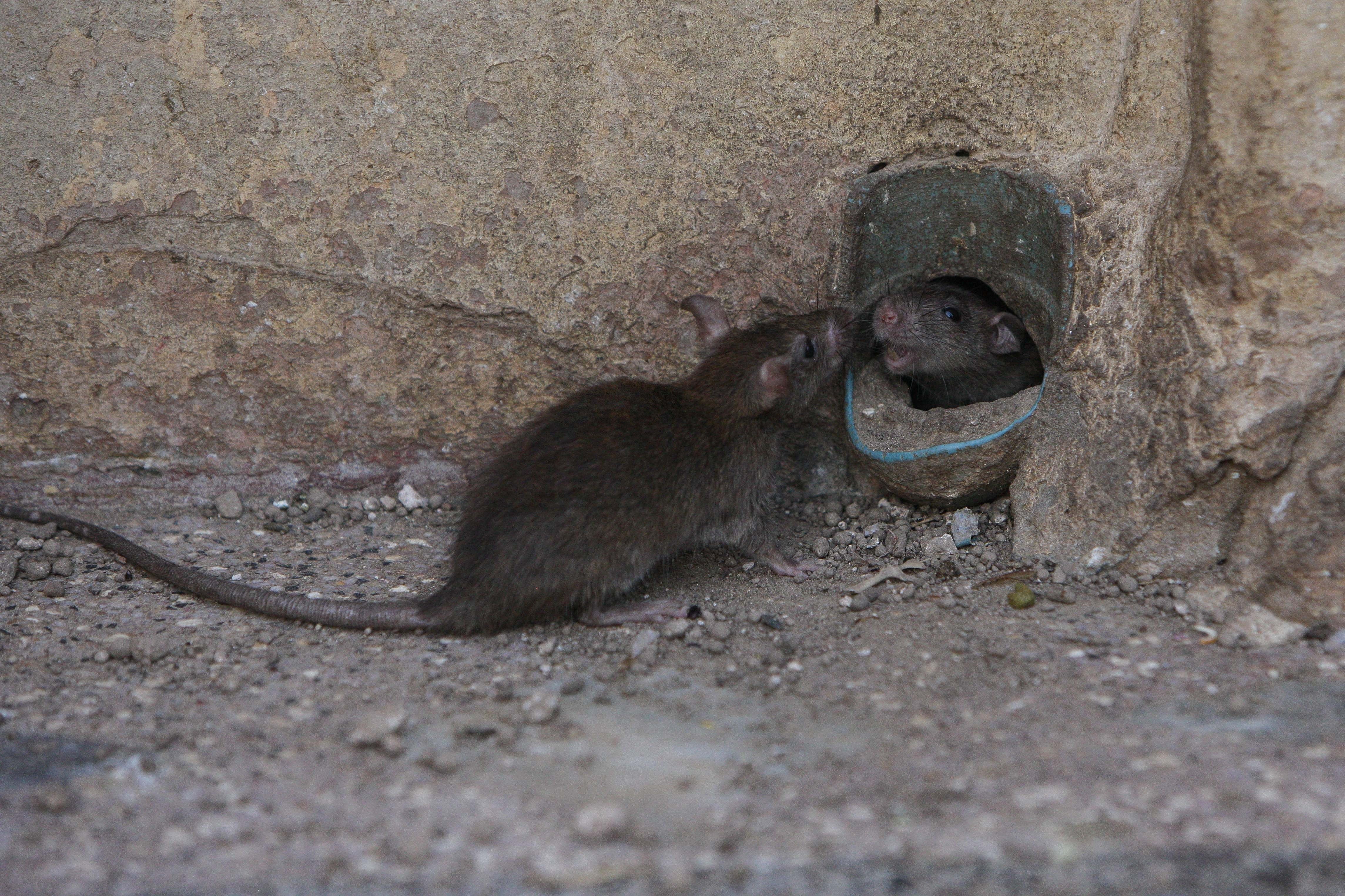Rat finder Object Detection Model by venv