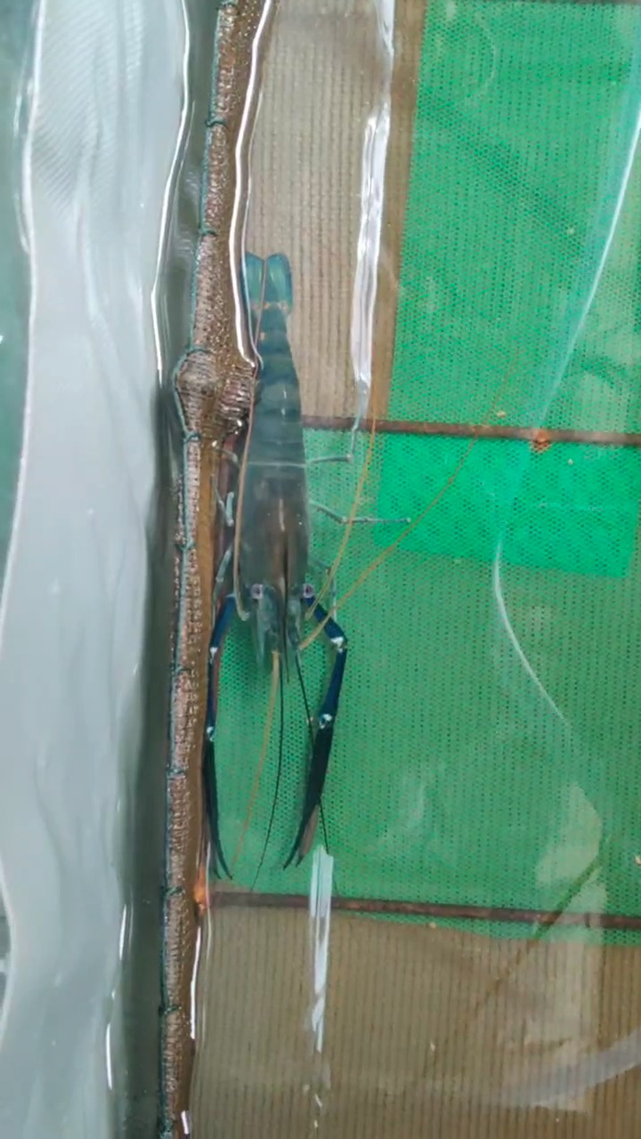 How to Use the Prawn feeding Object Detection API