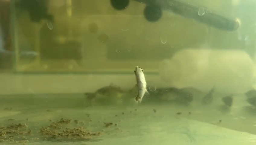 fish detection Object Detection Dataset and Pre-Trained Model by AI