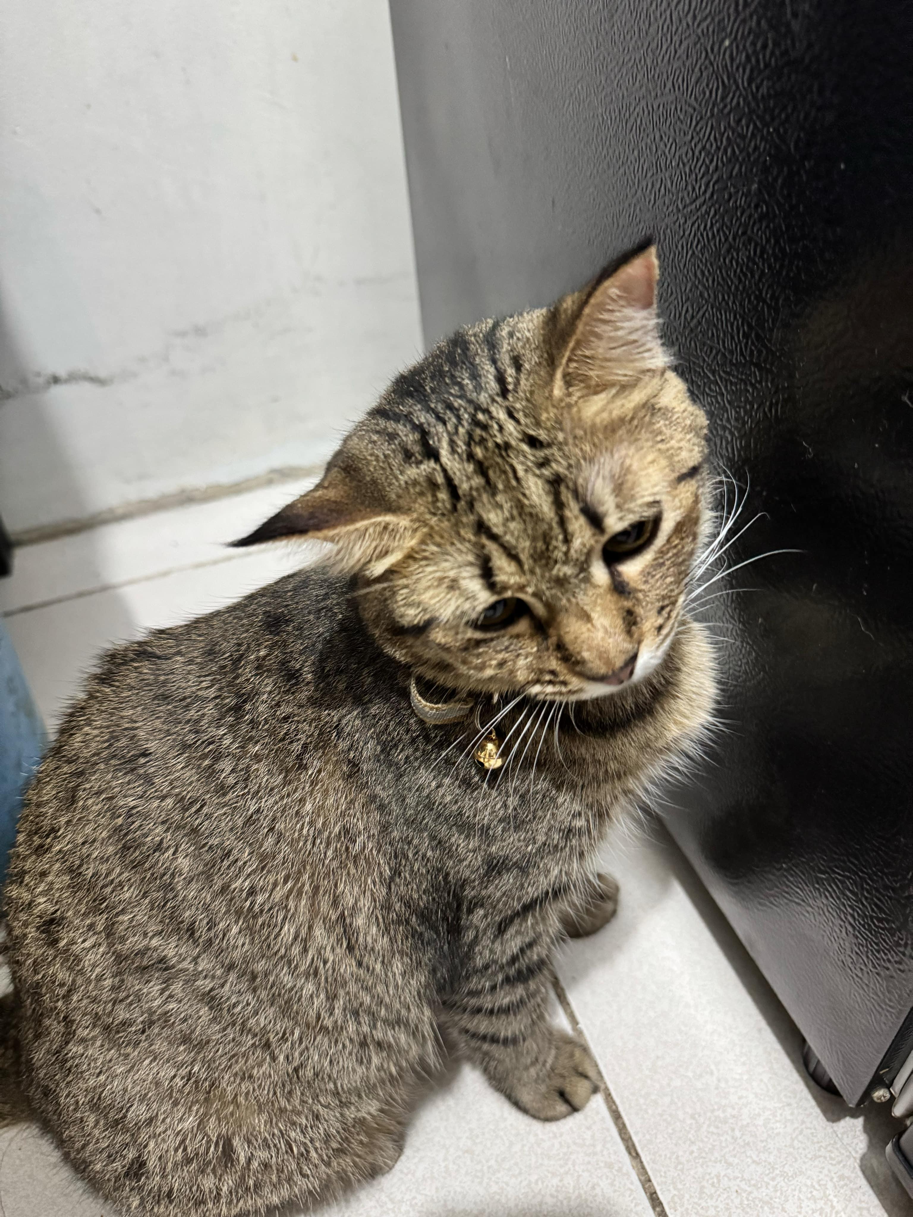 Cat Breeds Object Detection Dataset by Cat Breeds