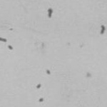 Bacteria Detection V3 Object Detection Dataset by Test