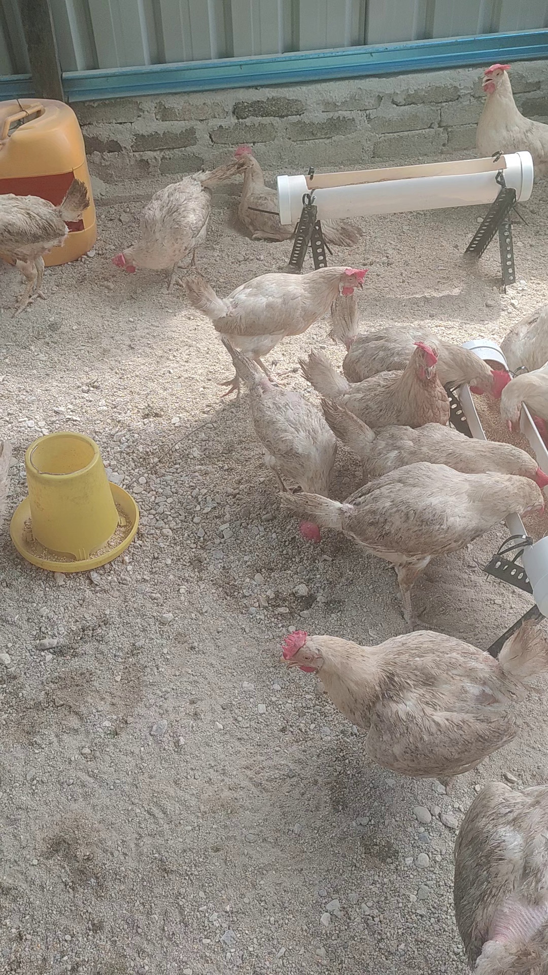 Chicken Hen Detection Roboflow Universe